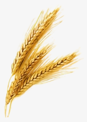 Wheat-header1 5700 - Wheat Png - 400x385 PNG Download - PNGkit
