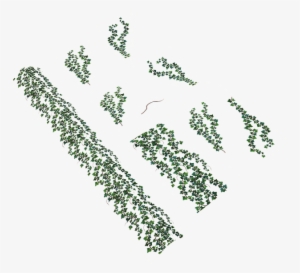 Ivy Texture PNG, Free HD Ivy Texture Transparent Image - PNGkit