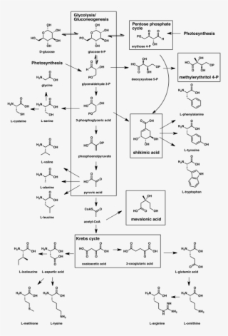 Biosynthesis[edit] - Biogenesis Of Natural Products - 520x766 PNG ...