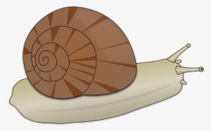 Escargot The Snail Drawing Download - Escargot Clipart - 1176x750 PNG ...