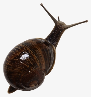 Animal Pinterest Transparent - Snail Png - 2781x2986 PNG Download - PNGkit