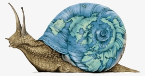 Biodiversity Summit Inches Forward Like A Snail While - Slow Movements ...