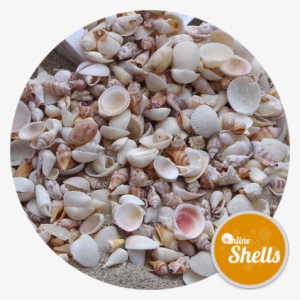 Assorted Sea Bleached Shells - Sea - 395x395 PNG Download - PNGkit