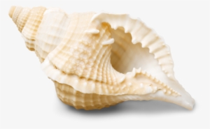 Shell Clipart Conch Shell - Conch Shell Clip Art - 400x320 PNG Download ...