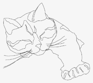 Mb Image/png - Cat Line Drawing - 800x710 PNG Download - PNGkit