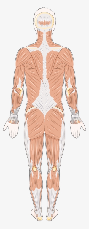 Muscles - Illustration - 516x1329 PNG Download - PNGkit