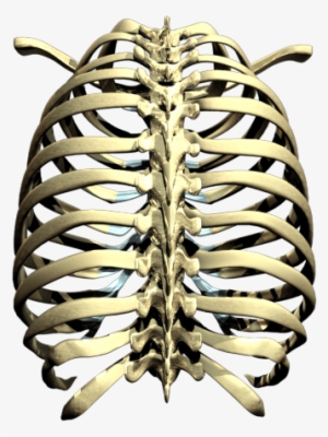 Rib Cage Png Picture - Rib Cage Png - 500x500 PNG Download - PNGkit