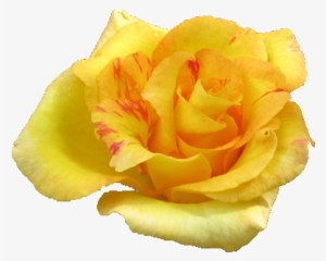 Download Transparent Image - Yellow Rose Flower Png - PNGkit