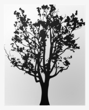 Old Oak Tree Silhouette Isolated On White Poster • - Oak - 400x400 PNG ...