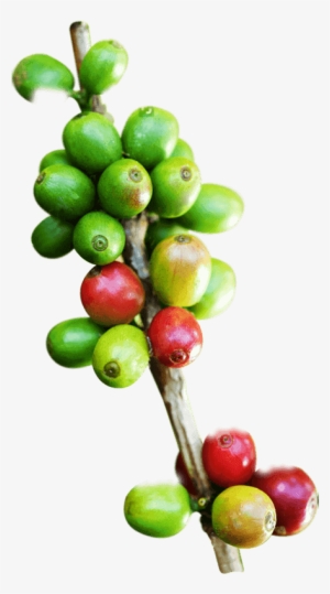 Rama De Cafe Png - Hojas De Cafe Png - 792x792 PNG Download - PNGkit