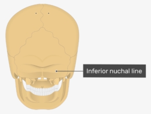 Posterior View Of The Inferior Nuchal Line Of The Skull - Superior ...