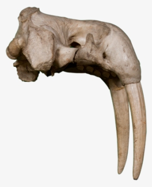 Walrus - Walrus Skull 3d - 550x420 PNG Download - PNGkit