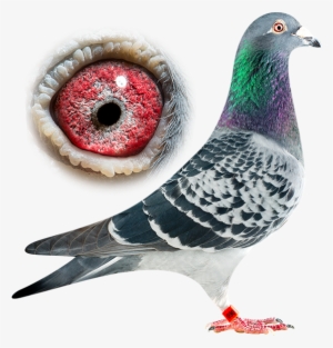 Usain Bolt - Pigeons And Doves - 600x600 PNG Download - PNGkit