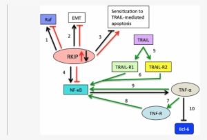 Red Arrows Depict The Interactions Of Downstream Gene - Common Fig ...