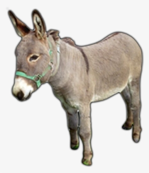 Donkey Png Images - Dunkey Animal - 500x400 PNG Download - PNGkit