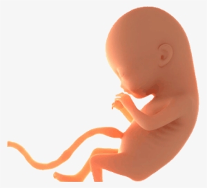 Image Showing Human Baby In Womb - Placenta Umbilical Cord Amniotic Sac ...