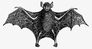 Devil Bats Logo Png - 445x360 PNG Download - PNGkit