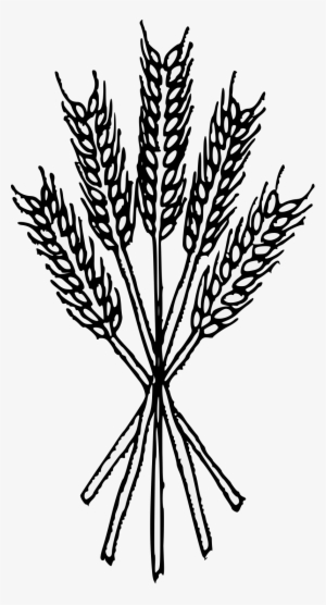Details, Png - Wheat Heraldry - 799x1483 PNG Download - PNGkit