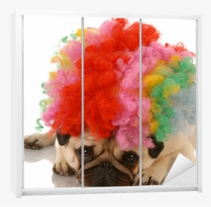 Pug Dog Dressed Up As A Sad Clown Wardrobe Sticker - Pugs Dressed Up ...