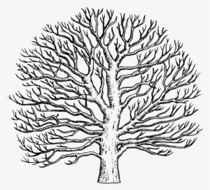 Collection Of Tree High Quality Free - Sycamore Tree Drawing ...