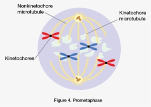 Prometaphase Cell Cycle, Ap Biology, The Cell, Prepping ...
