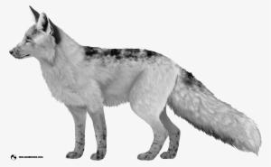 Georgian White-colored Red Fox - Fox References - 4128x2567 PNG ...