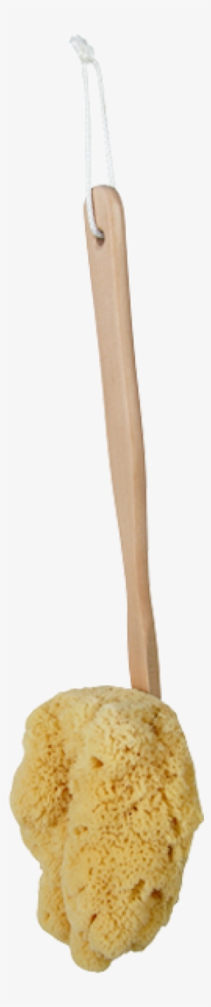 Xylospongium - 600x600 PNG Download - PNGkit