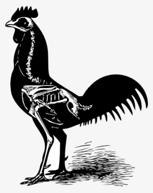 Chicken Skeleton - 474x596 PNG Download - PNGkit