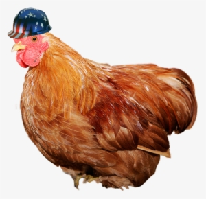 Chicken Wearing An American Flag Hard Hat Aka Safety - Chicken Diseases ...