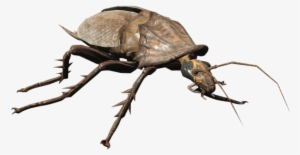 Radroach - Fallout 4 Radroach - 841x534 PNG Download - PNGkit