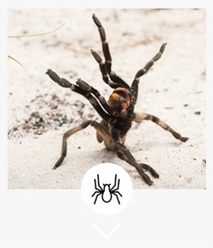 Other Arthropoda - Araneus Cavaticus - 350x467 PNG Download - PNGkit