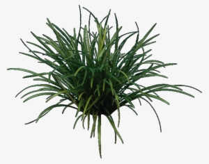 Tree Elevation - Elevation Tree - 608x480 PNG Download - PNGkit