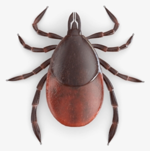 Tick Insect Png - Tick Bug - 425x600 PNG Download - PNGkit