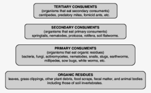 Food Pyramid In The Compost - Food - 648x402 PNG Download - PNGkit
