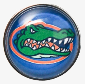 Gator License Plates - 498x490 PNG Download - PNGkit