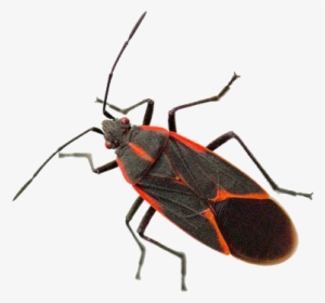 Bug Legs Png Clip Art Free - Boxelder Bug Png - 400x400 PNG Download ...