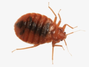Bed Bug - 745x745 PNG Download - PNGkit