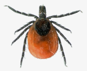 Tick Insect Png - Tick Bug - 425x600 PNG Download - PNGkit