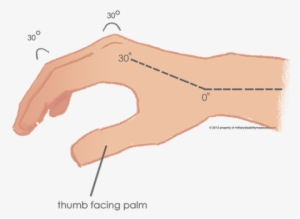 Finger Arm - Bfdi Hands - 1000x3629 PNG Download - PNGkit