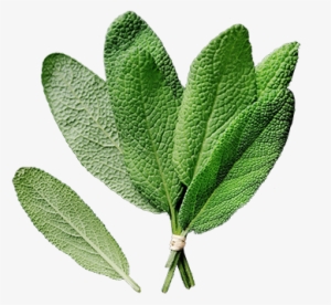 Sage - Sage Png - 400x414 PNG Download - PNGkit