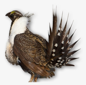 Greater Sage-grouse - Credit - Usfws - - Sage Grouse No Background ...