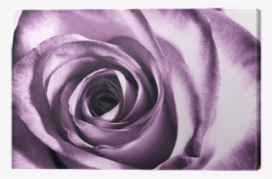 Obrazy Na Stenu Fialova Ruza - 400x400 PNG Download - PNGkit