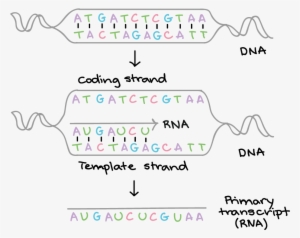 Dna Replication And Rna Transcription And Translation - Transcription ...