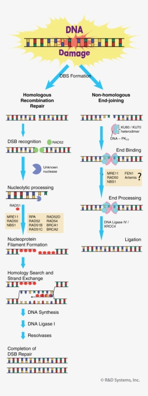 Double Strand Break Repair - Dna Repair Dna Ligase - 960x2568 PNG ...