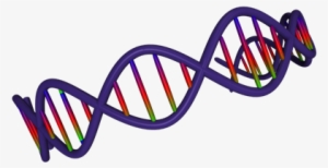 Dna Strand - พันธุกรรม Png - 500x264 PNG Download - PNGkit