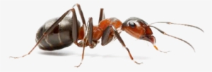 Ant Png - Fourmi De Pavé - 480x319 PNG Download - PNGkit
