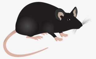 Lab Mice Cartoon Hd Wallpapers - Cartoon Lab Mouse - 570x597 PNG ...