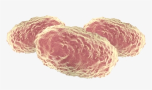 Diasorin Molecular Simplexa® Bordetella Direct Kit - Bordetella ...