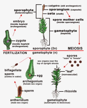 Illustration Showing The Life Cycle Of The Schistosome - Bilharzia Life ...