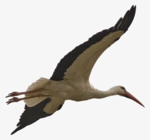 Stork Transparent Png Sticker - Stork Bird Png Transparent Background ...